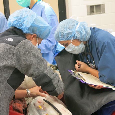 Large Animal Anesthesiology - Texas A&M Veterinary Medical Teaching ...